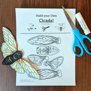 Cicada 2024 Emergence Printable, Learn About Cicadas, Periodic Cicadas ...