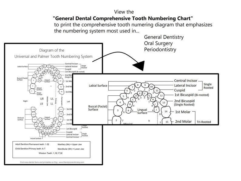 Diagrama de numeración de dientes imprimible para consultorios ...