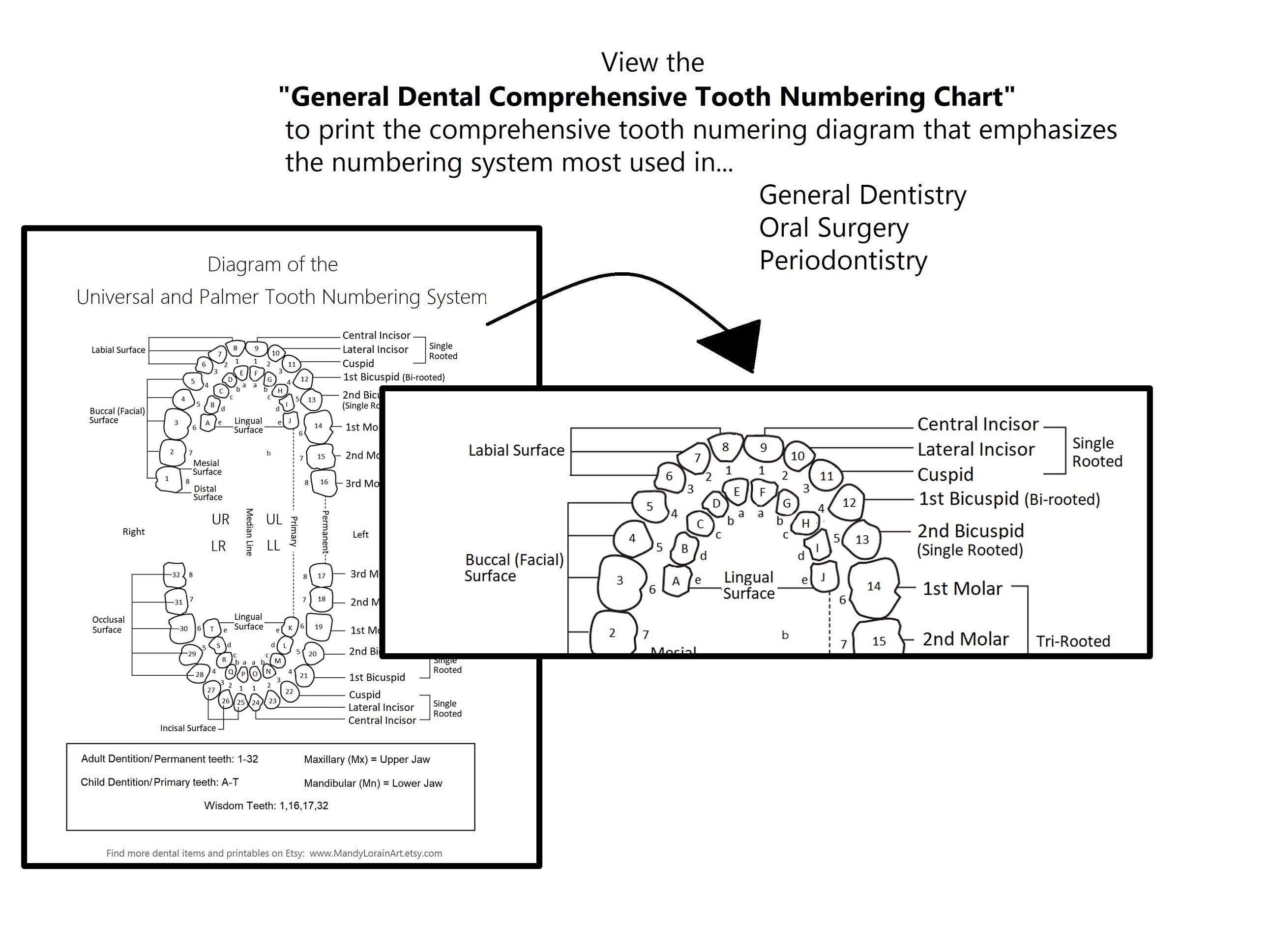 Teeth Numbers And Surfaces