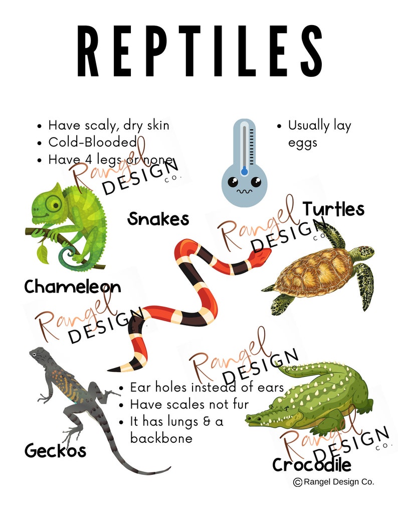 Animal Poster Set - DIGITAL DOWNLOAD - Education Printable, Montessori ...