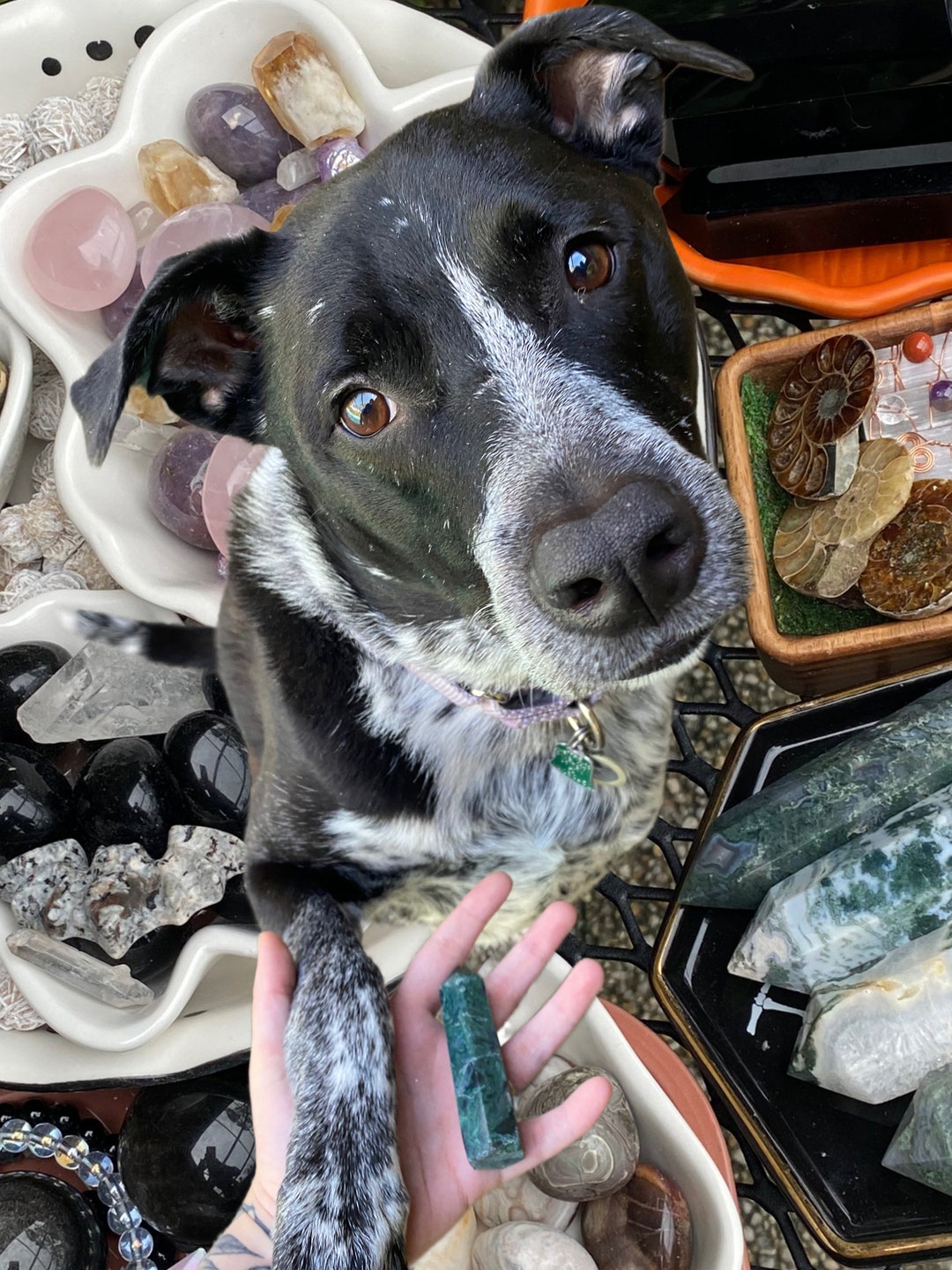 Dog Picks Your Crystal | New Stock | Witchy Gift, Gifts for Dog Lovers ...