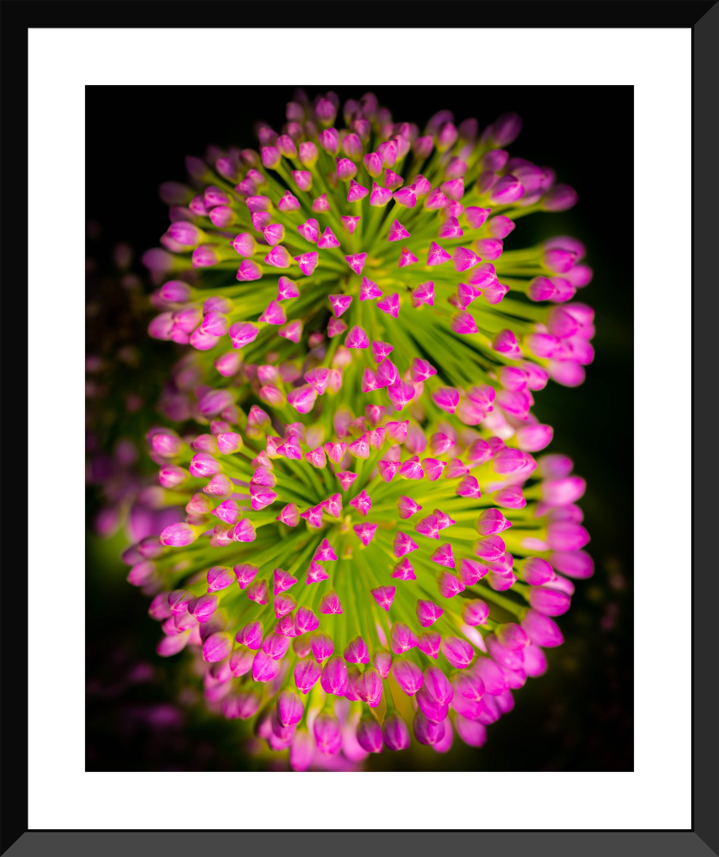 Pink Flower, Photography Flower,floral, Portrait, Home Decor, Wall Art ...