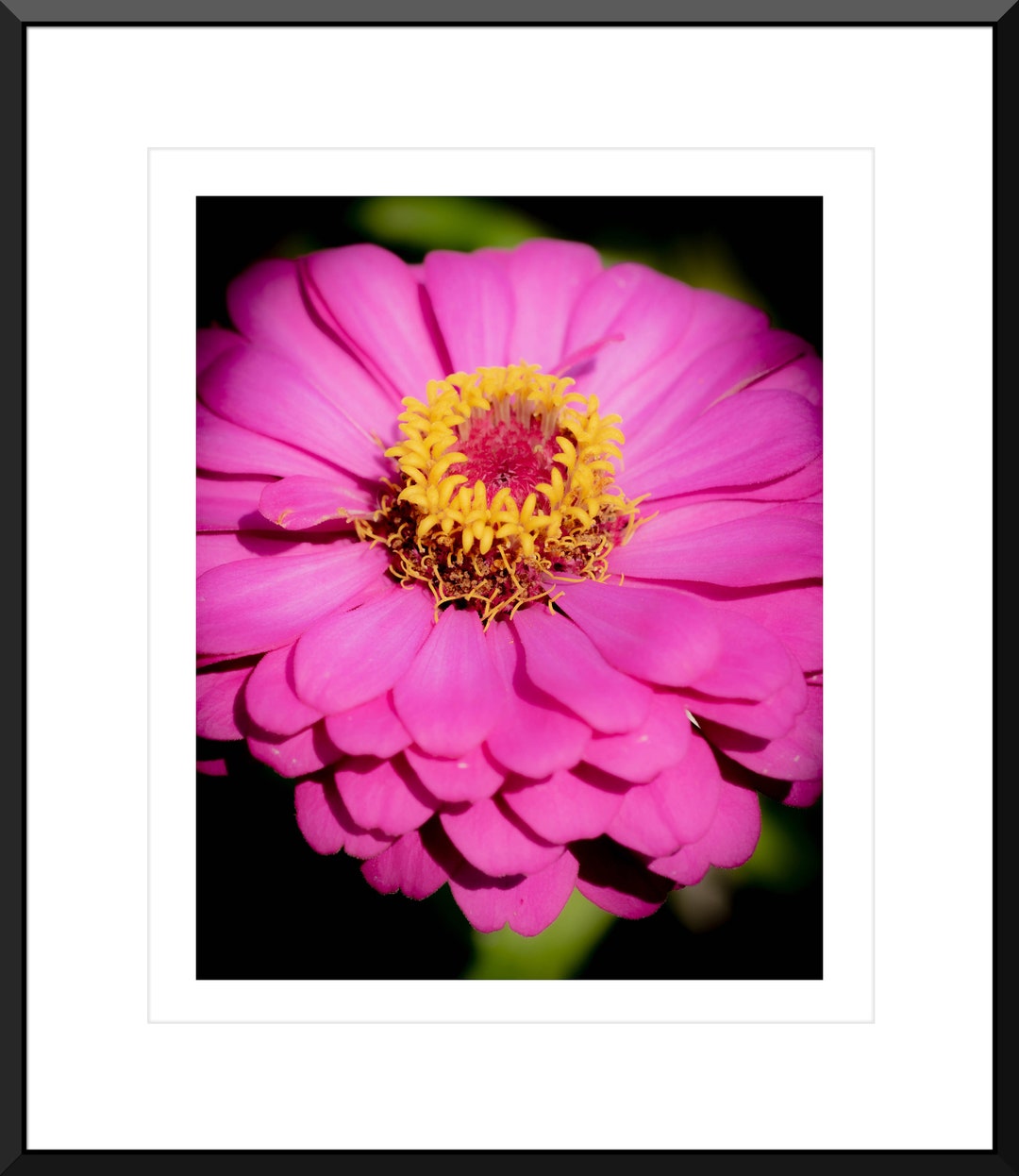 Pink Flower, Photography Flower,floral, Portrait, Home Decor, Wall Art ...