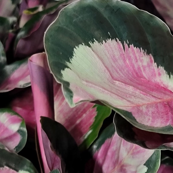 Calathea - Etsy