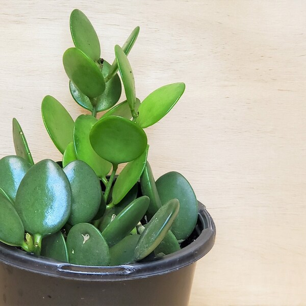 Silver Succulent - Etsy