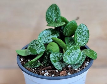 Hoya Mathilde Super Splash - Etsy