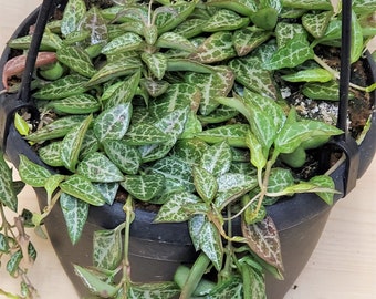 String of Spades Plant - Etsy