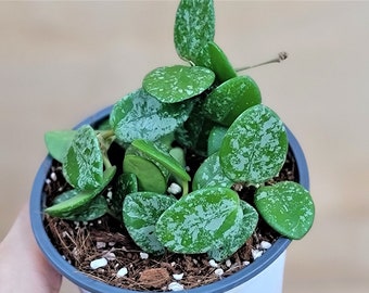 Hoya Mathilde Super Splash - Etsy