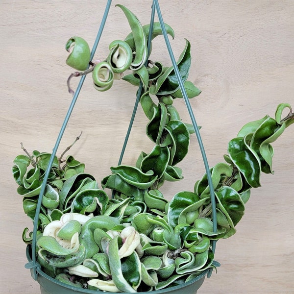 Variegated Hindu Rope Hoya - Etsy