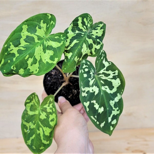 Caladium - Etsy