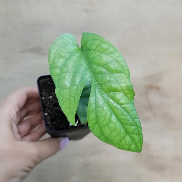 Amydrium Variegated Spider Man Monstera - Etsy