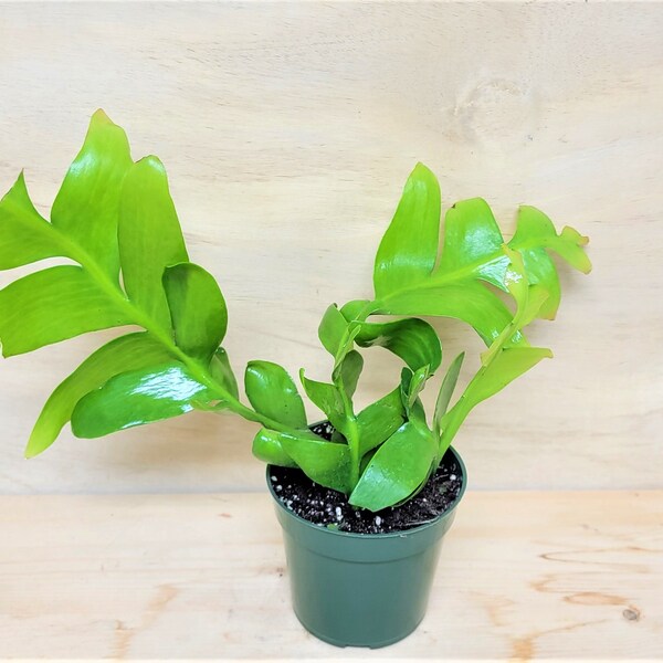 Fern Leaf Cactus - Etsy