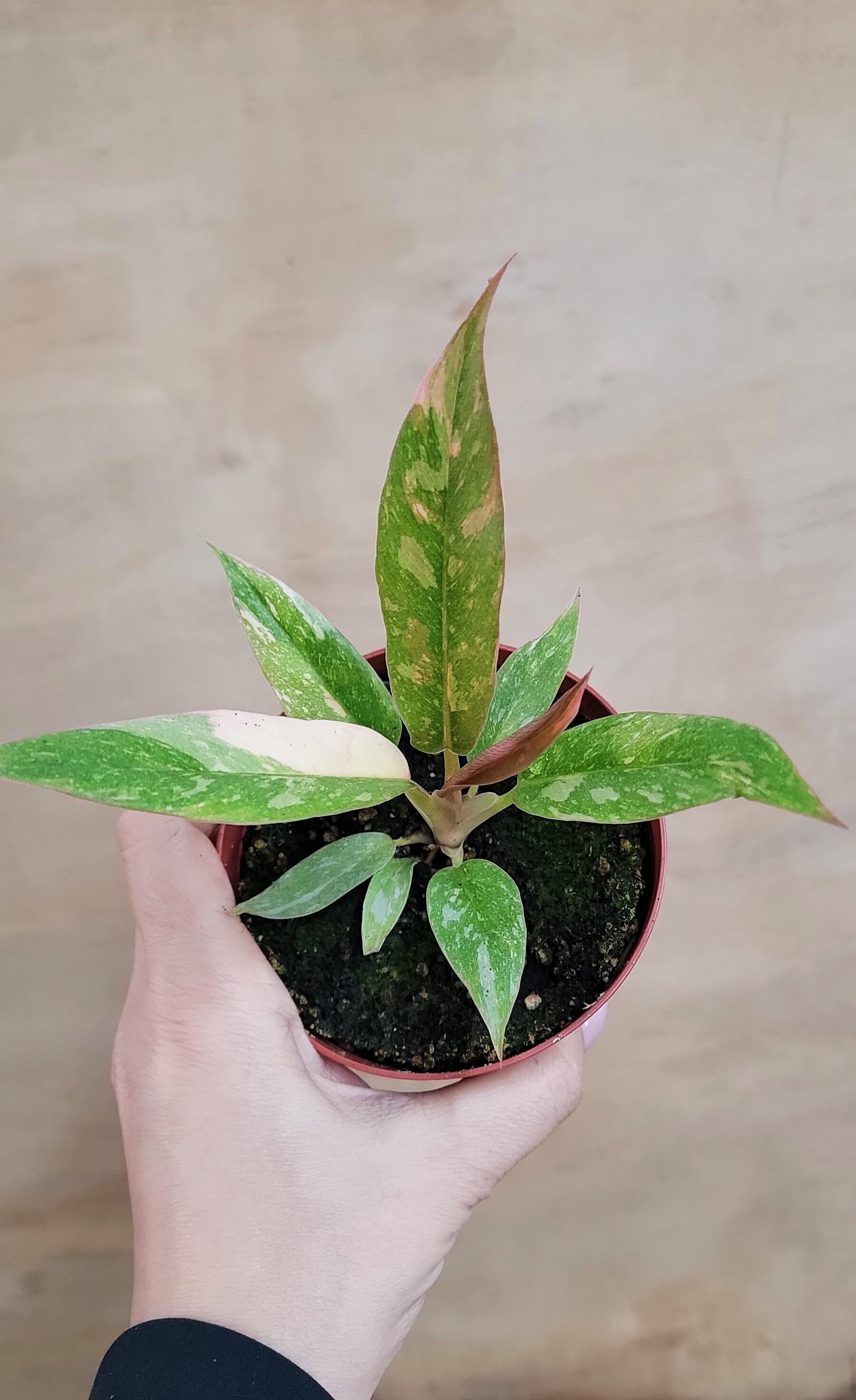 Tropical House Plant Guzman