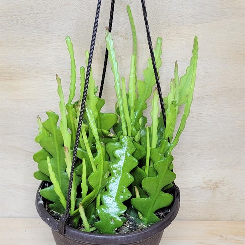 Fishbone Cactus / Epiphyllum Anguliger - Etsy