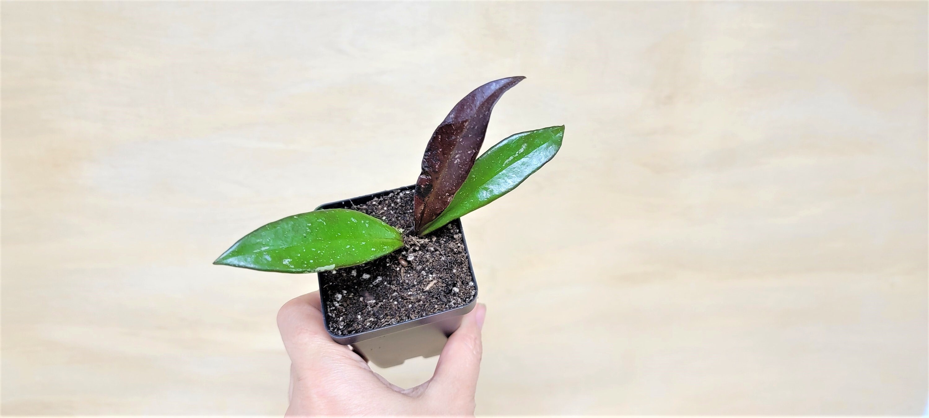 Hoya Pubicaly X 'black Dragon Hoya royal Hawaiian Purple - Etsy