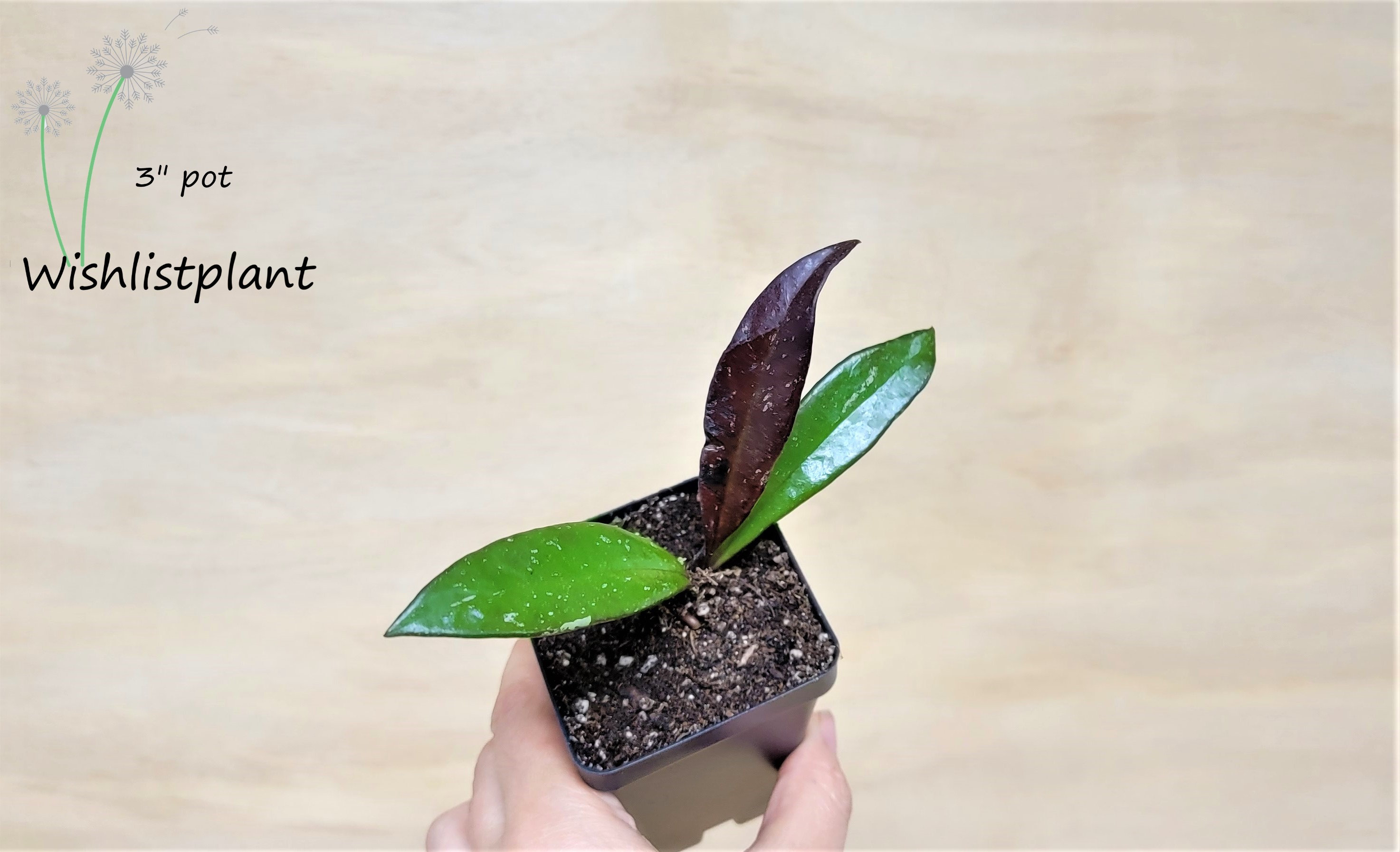 Hoya Pubicaly X 'black Dragon Hoya royal Hawaiian Purple - Etsy