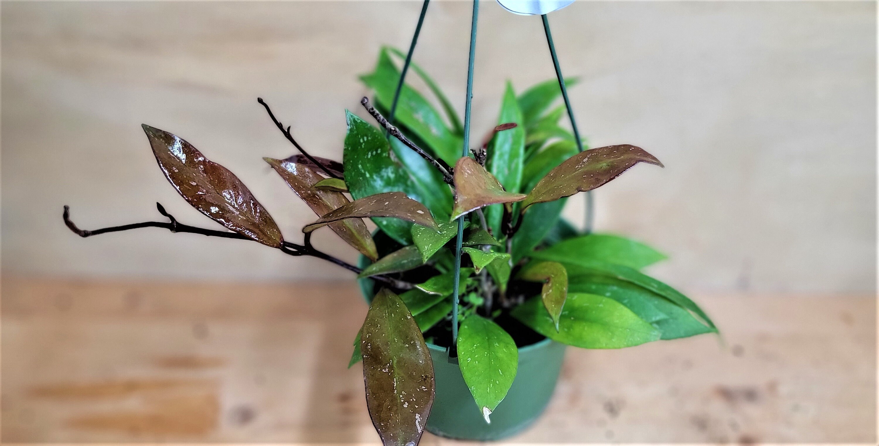 Hoya Pubicaly X 'black Dragon Hoya royal Hawaiian Purple - Etsy