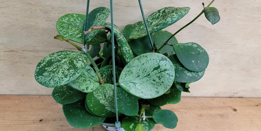SUPER SPLASH Hoya Obovata Live Plant Exact Plant in 6 - Etsy