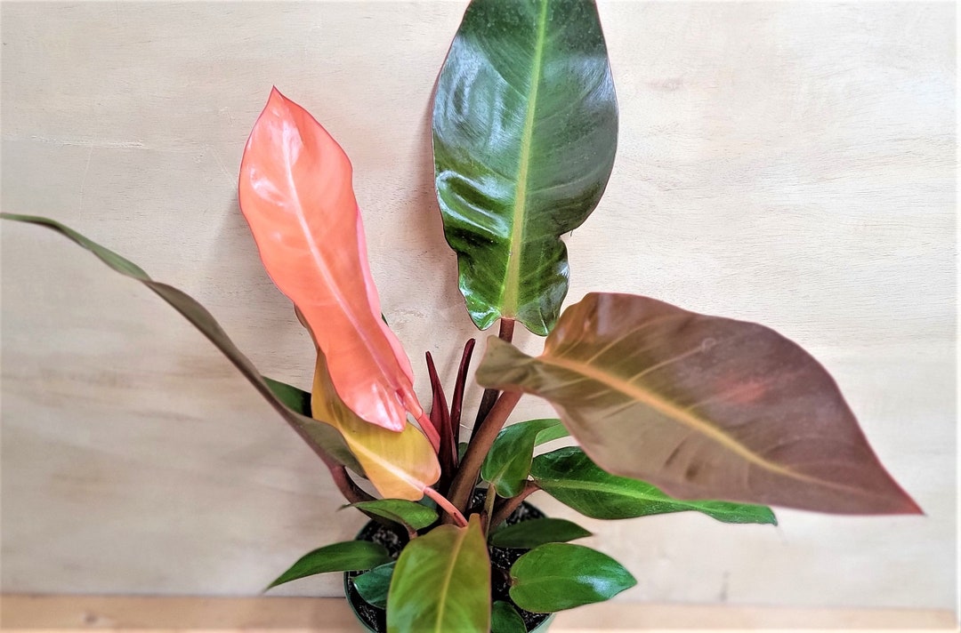 Philodendron Red Sun philodendron Mccolley's Finale New - Etsy