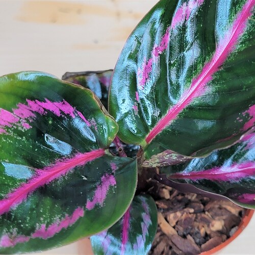 Calathea Black Rose Calathea Rosey Roseopicta Clathea - Etsy