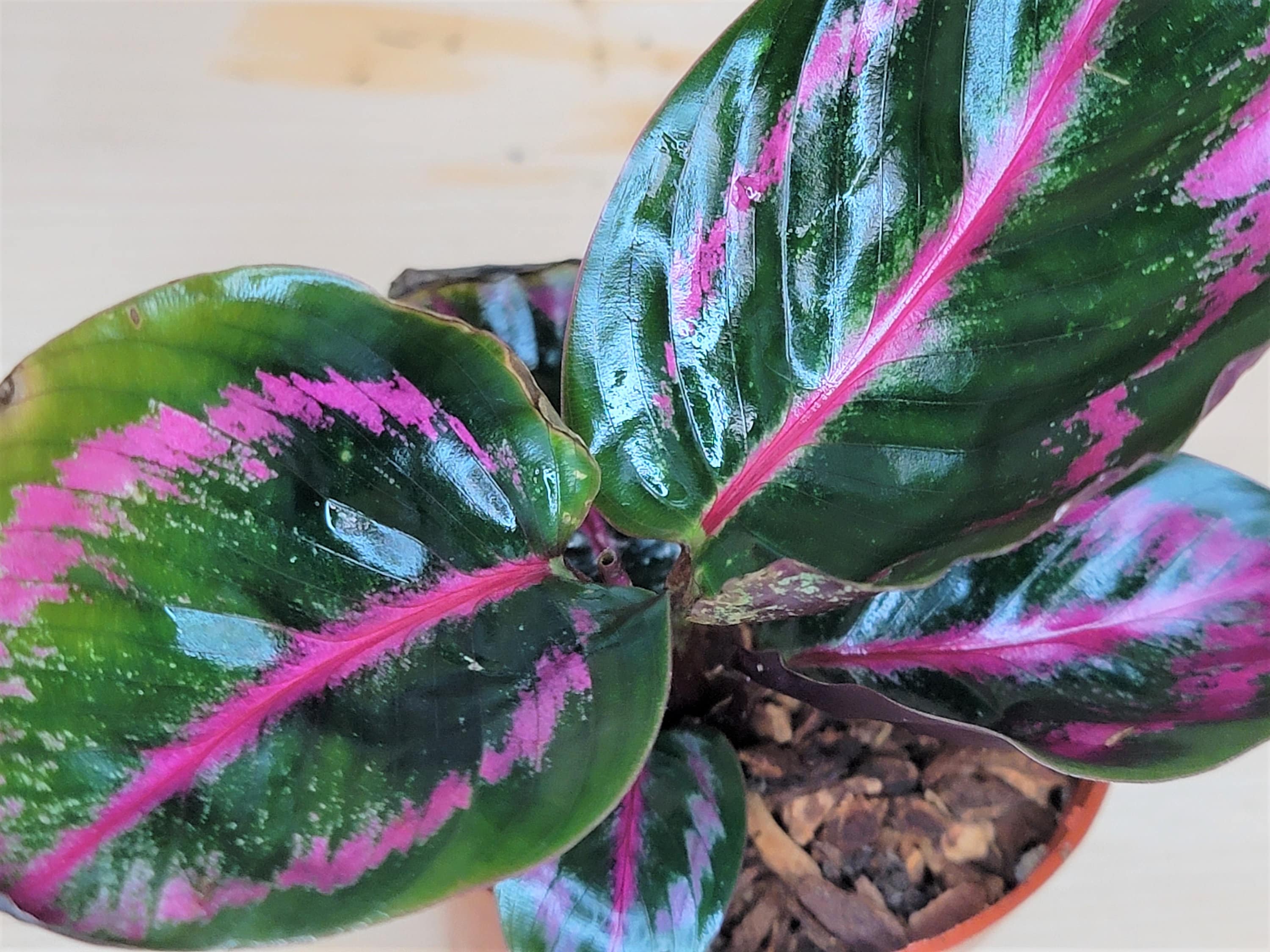 Calathea Roseopicta