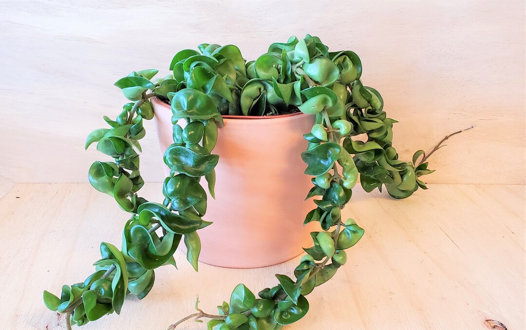 Hoya Compacta hindu Rope Hoya Hindu Rope EXTRA Full and - Etsy
