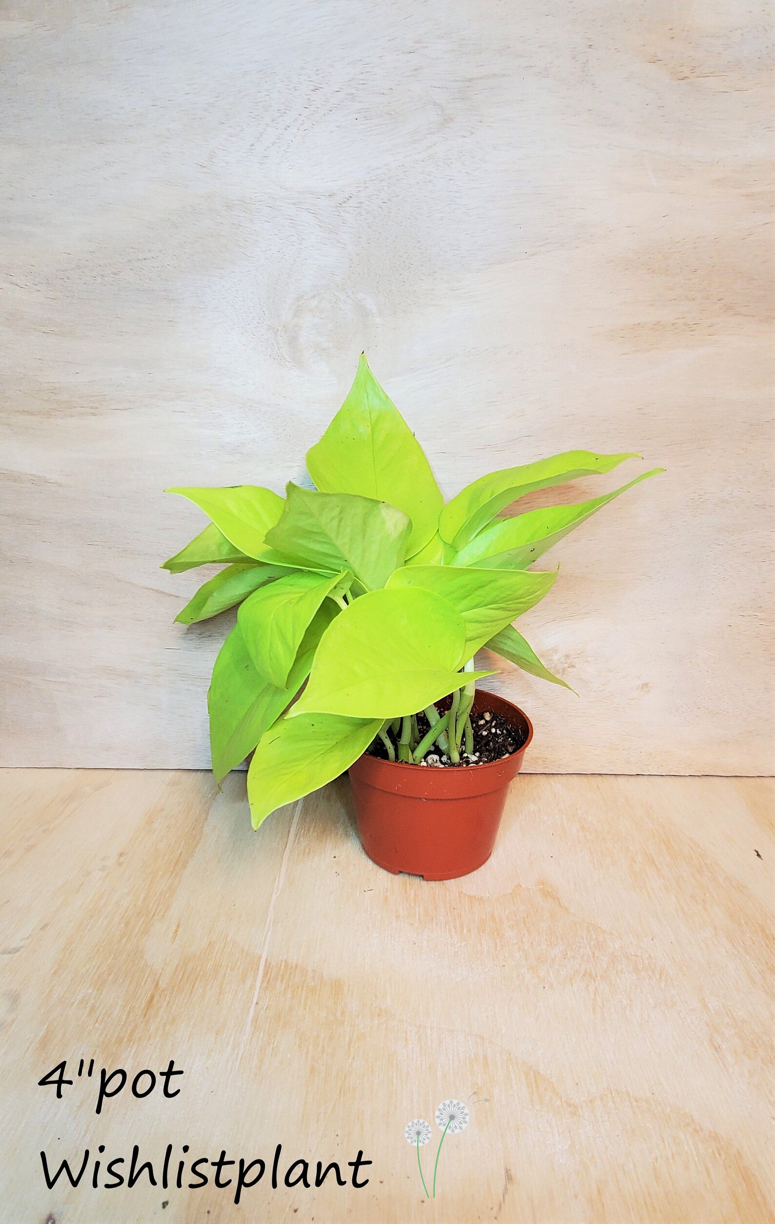Pothos Neon epipremnum Aureum Epipremnum Pinnatum Live - Etsy