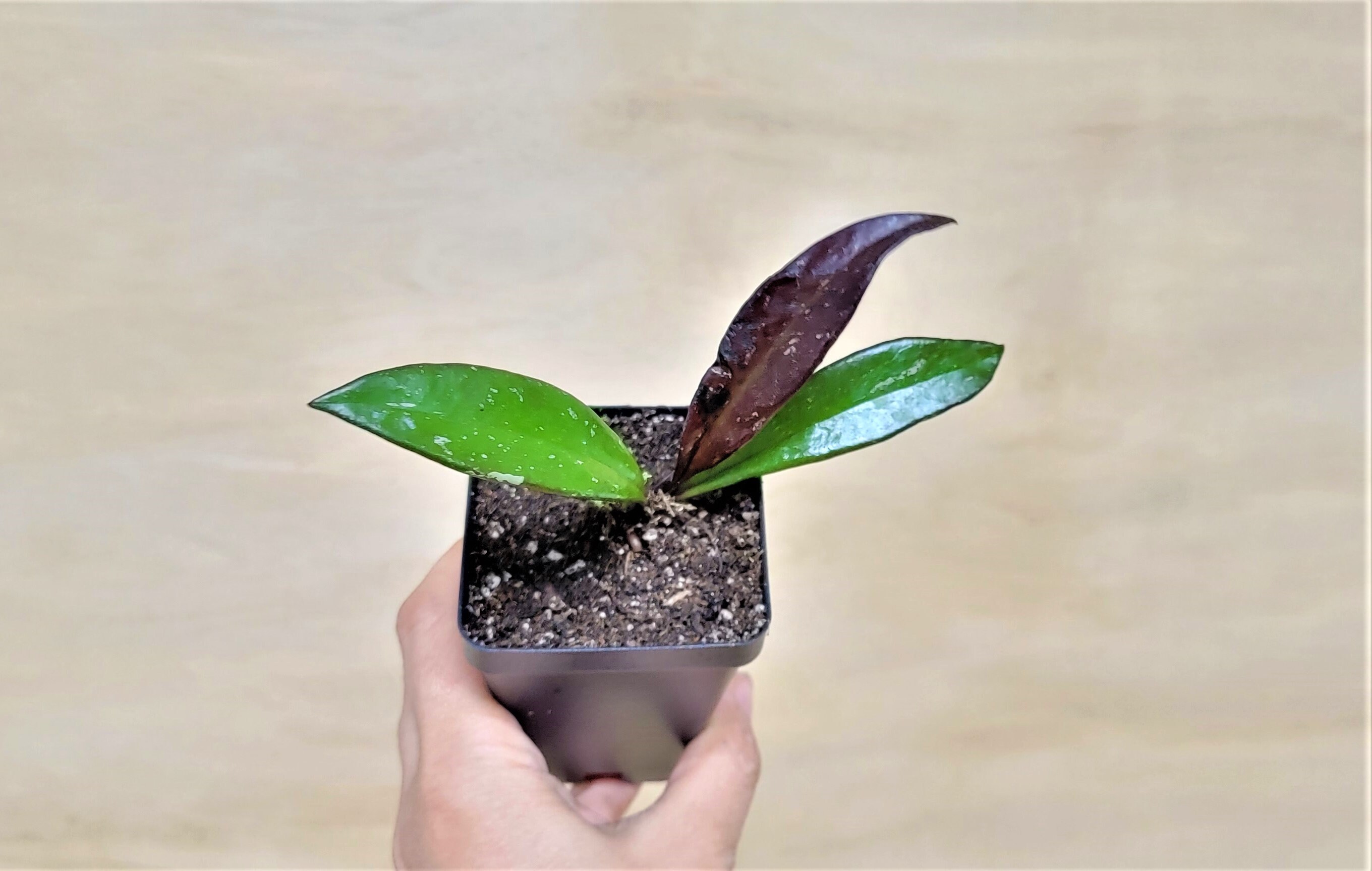 Hoya Pubicaly X 'black Dragon Hoya royal Hawaiian Purple - Etsy