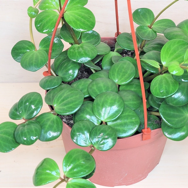 Peperomia Hope Plant - Etsy