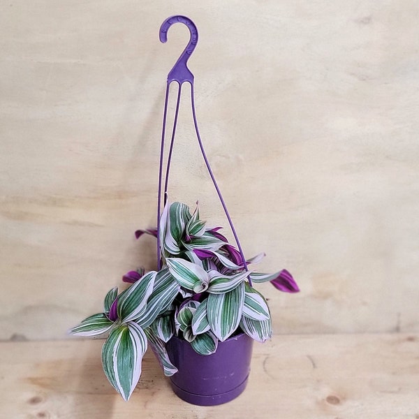 Nanouk Plant - Etsy