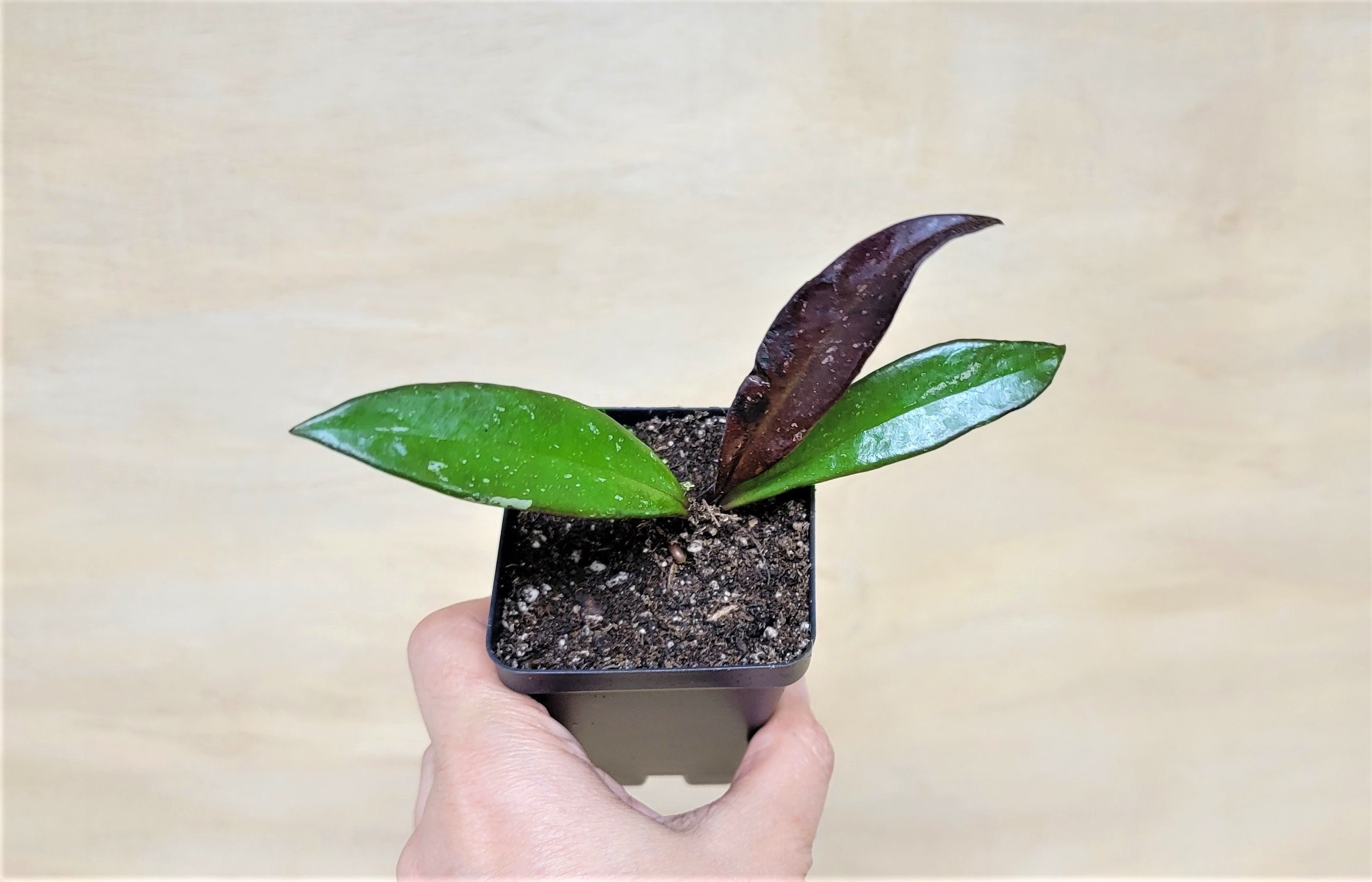 Hoya Pubicaly X 'black Dragon Hoya royal Hawaiian Purple - Etsy