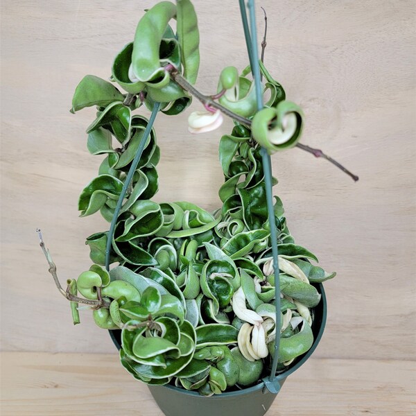 Variegated Hindu Rope Hoya - Etsy