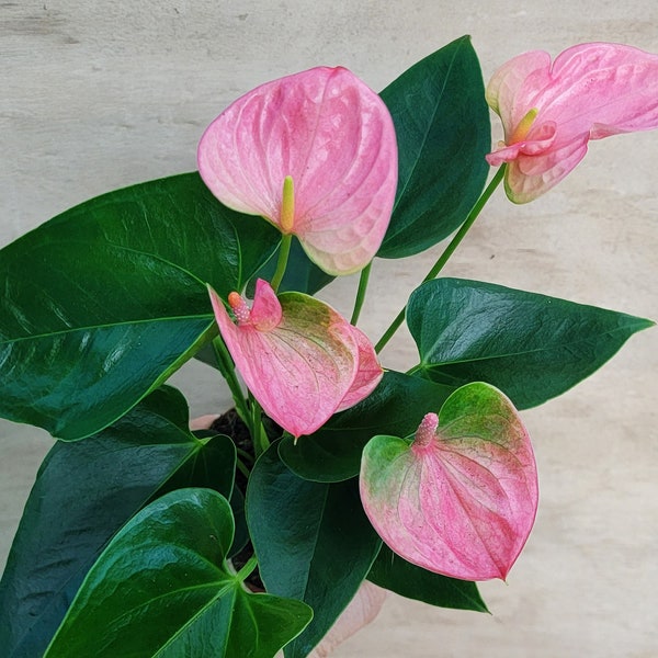 Anthurium - Etsy