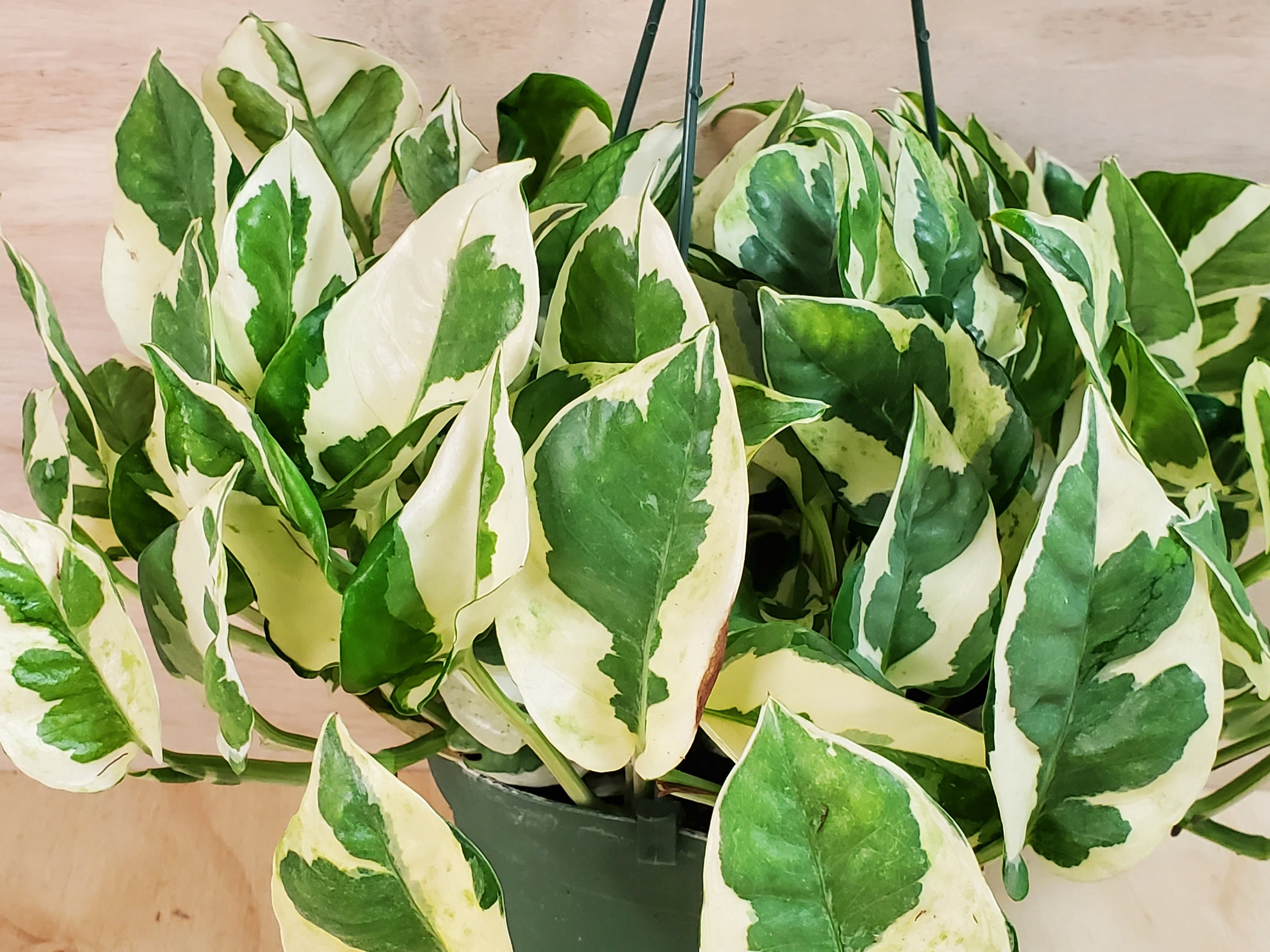 Home & Hobby Floral & Garden Crafts NJoy Pothos Epipremnum Craft ...
