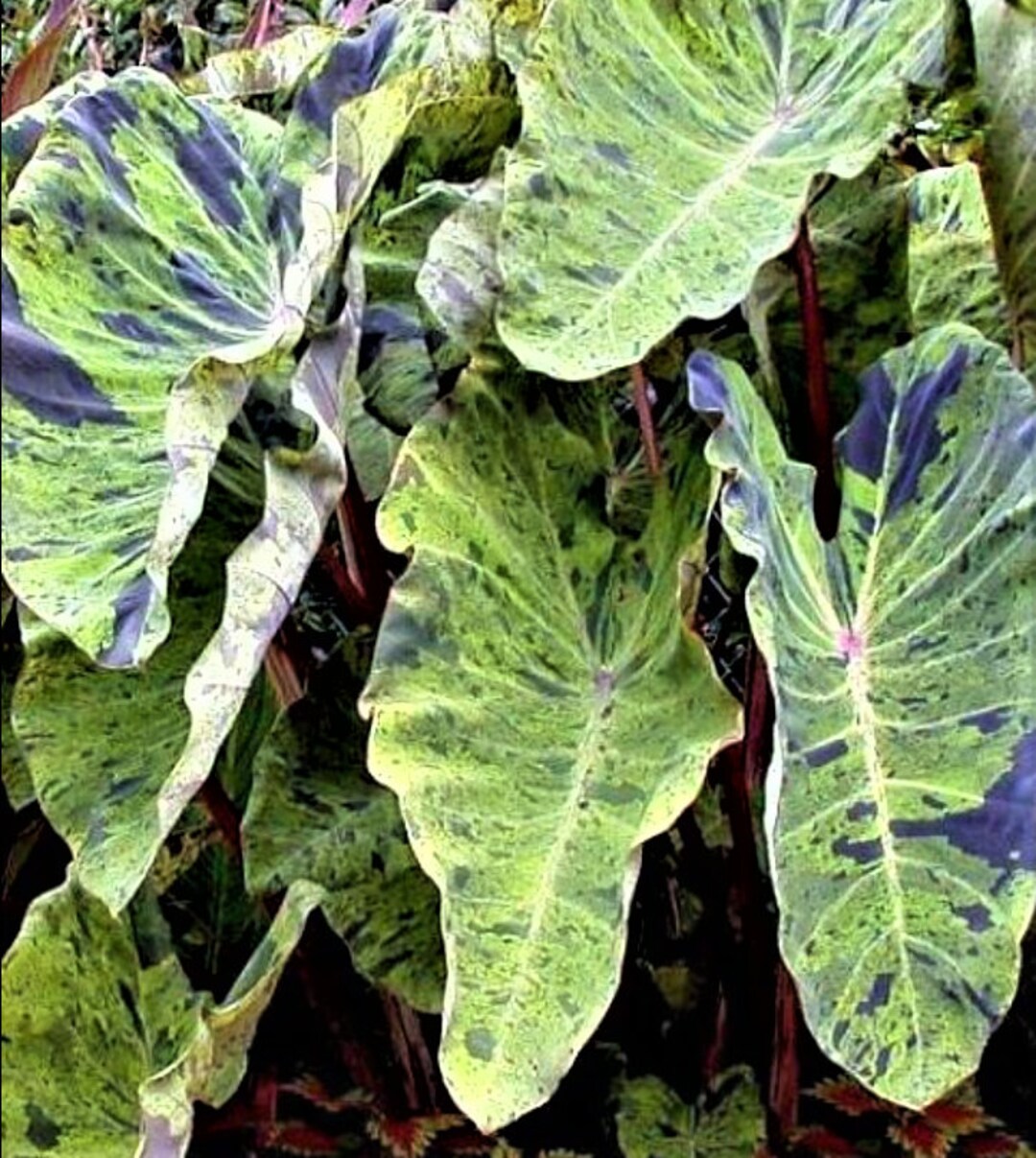 Colocasia Mojito Colocasia Esculenta Mojito black Marble - Etsy