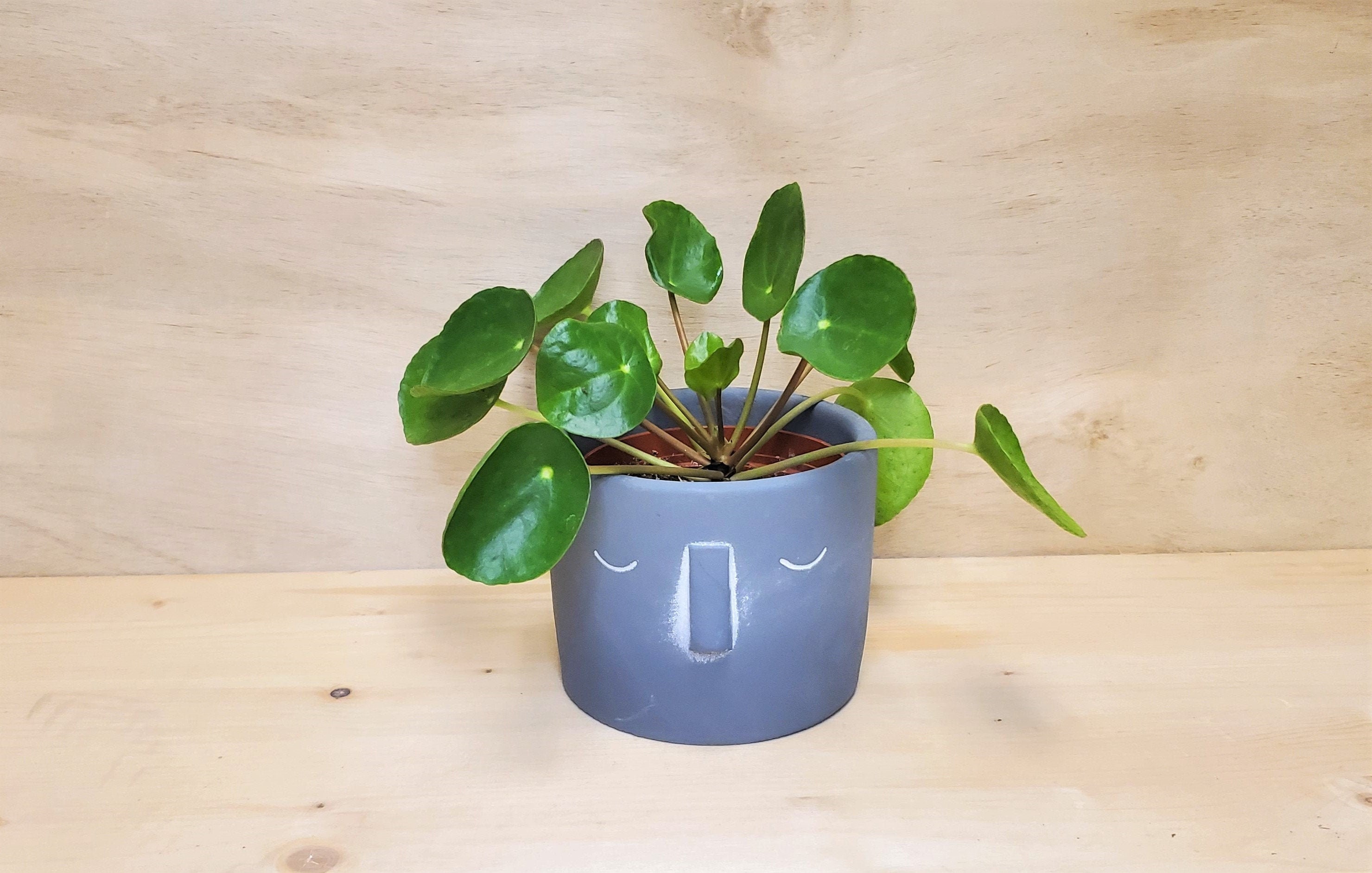 Home & Hobby Craft Supplies & Tools Gardening & Plants cute 4 pot ...