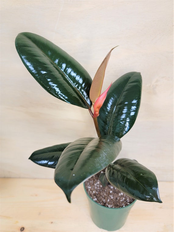Variegated Rubber Tree Plant