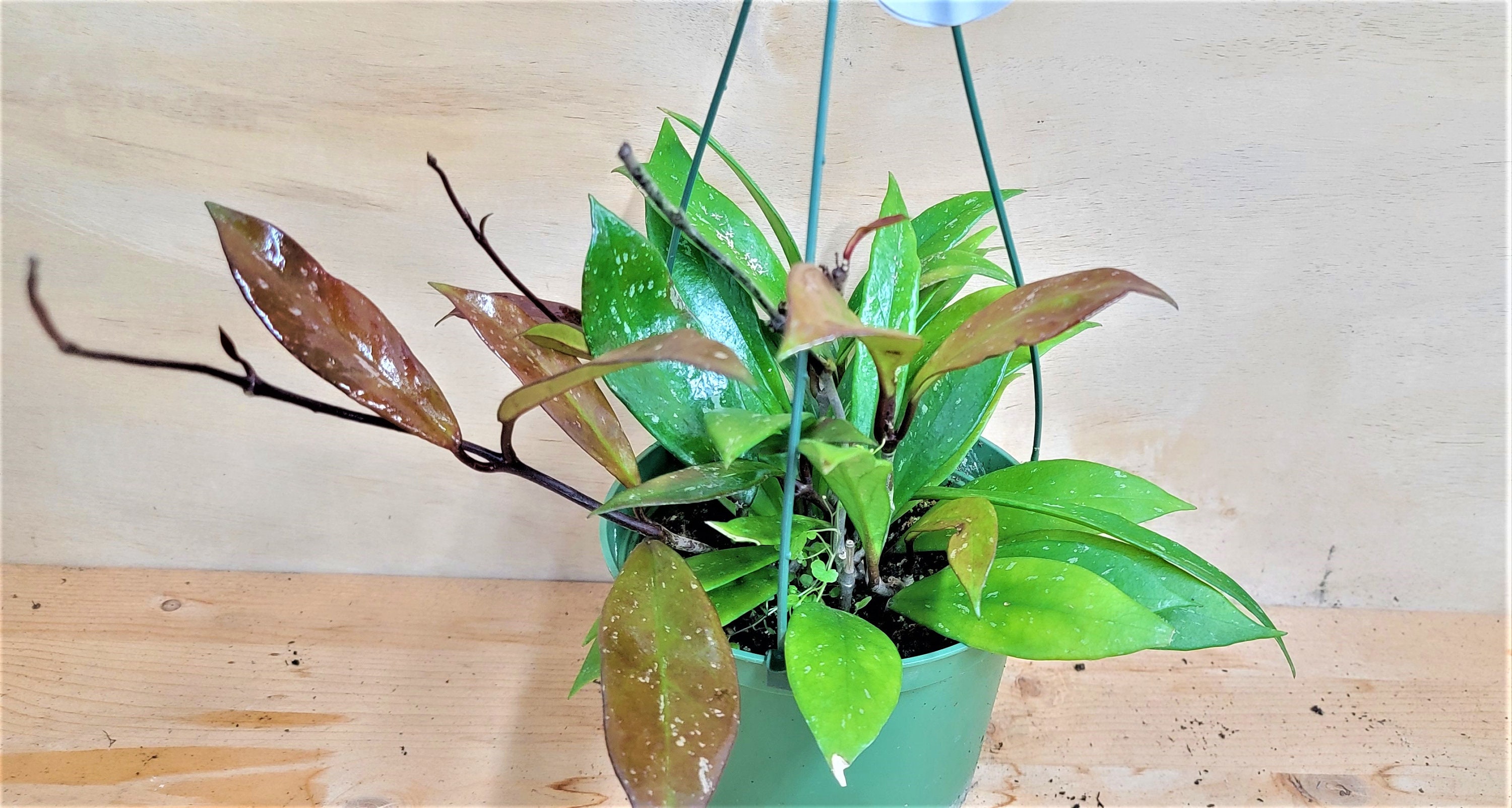 Hoya Pubicaly X 'black Dragon Hoya royal Hawaiian Purple - Etsy