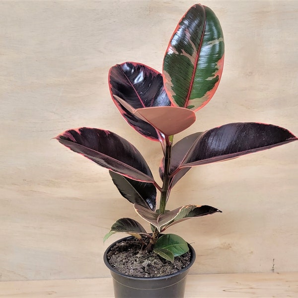 Ficus Pink Princess - Etsy