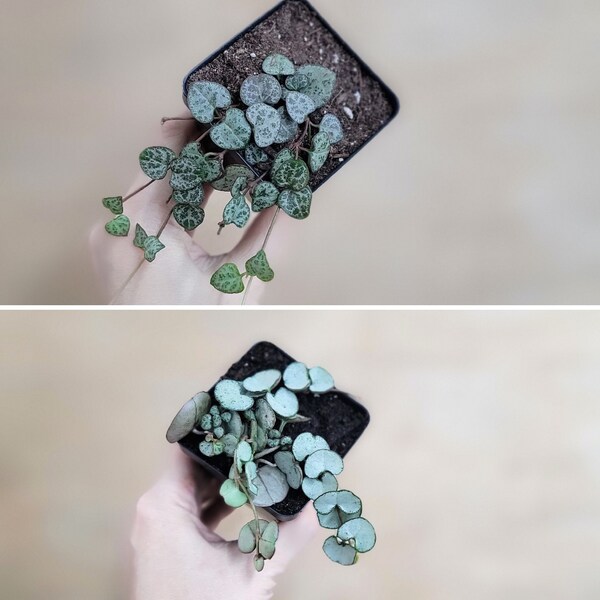 Silver Glory String of Hearts - Etsy