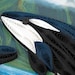 Quilled Orca Whales Greeting Card – Handmade 3D Paper Art, Majestic ...
