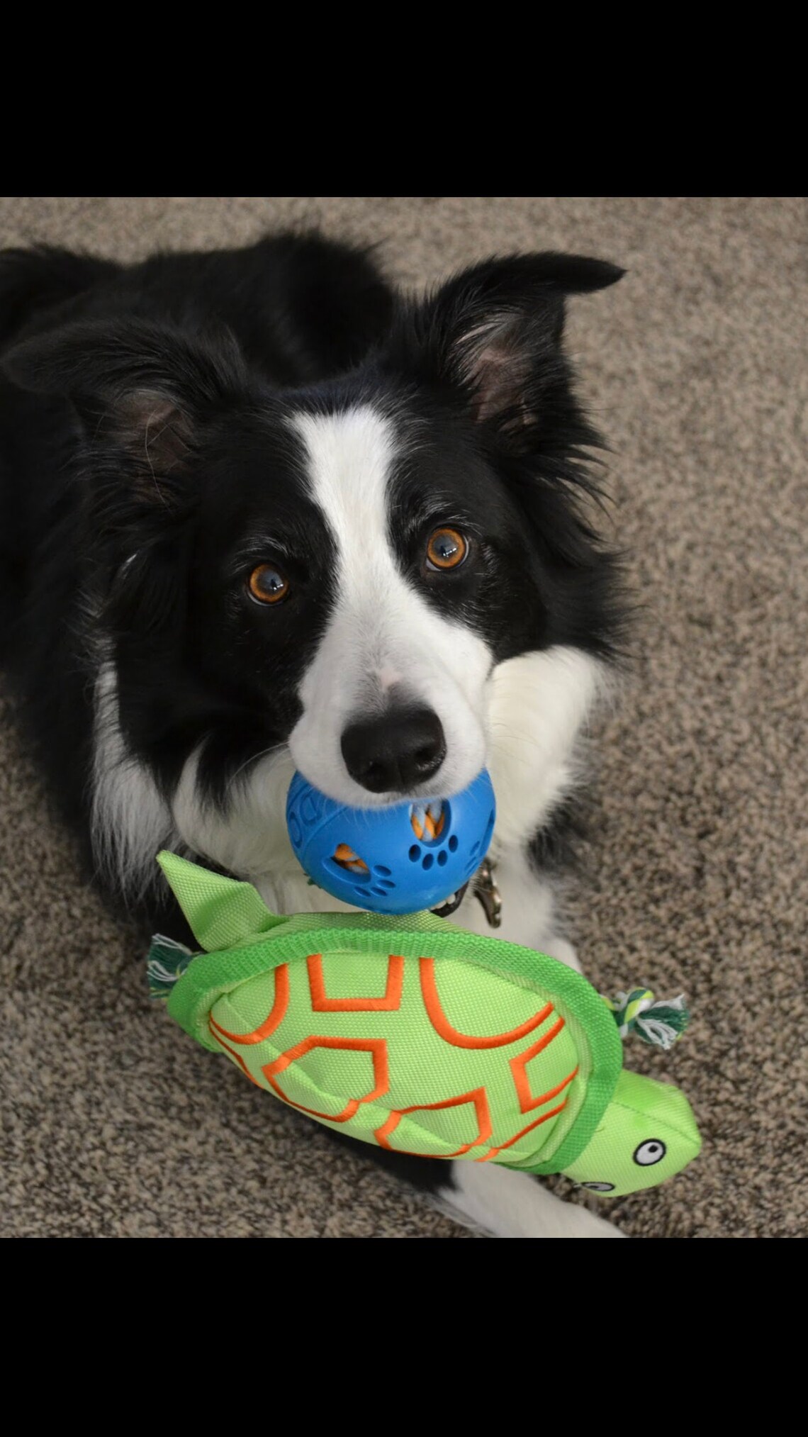 Paw Print Ball - Etsy