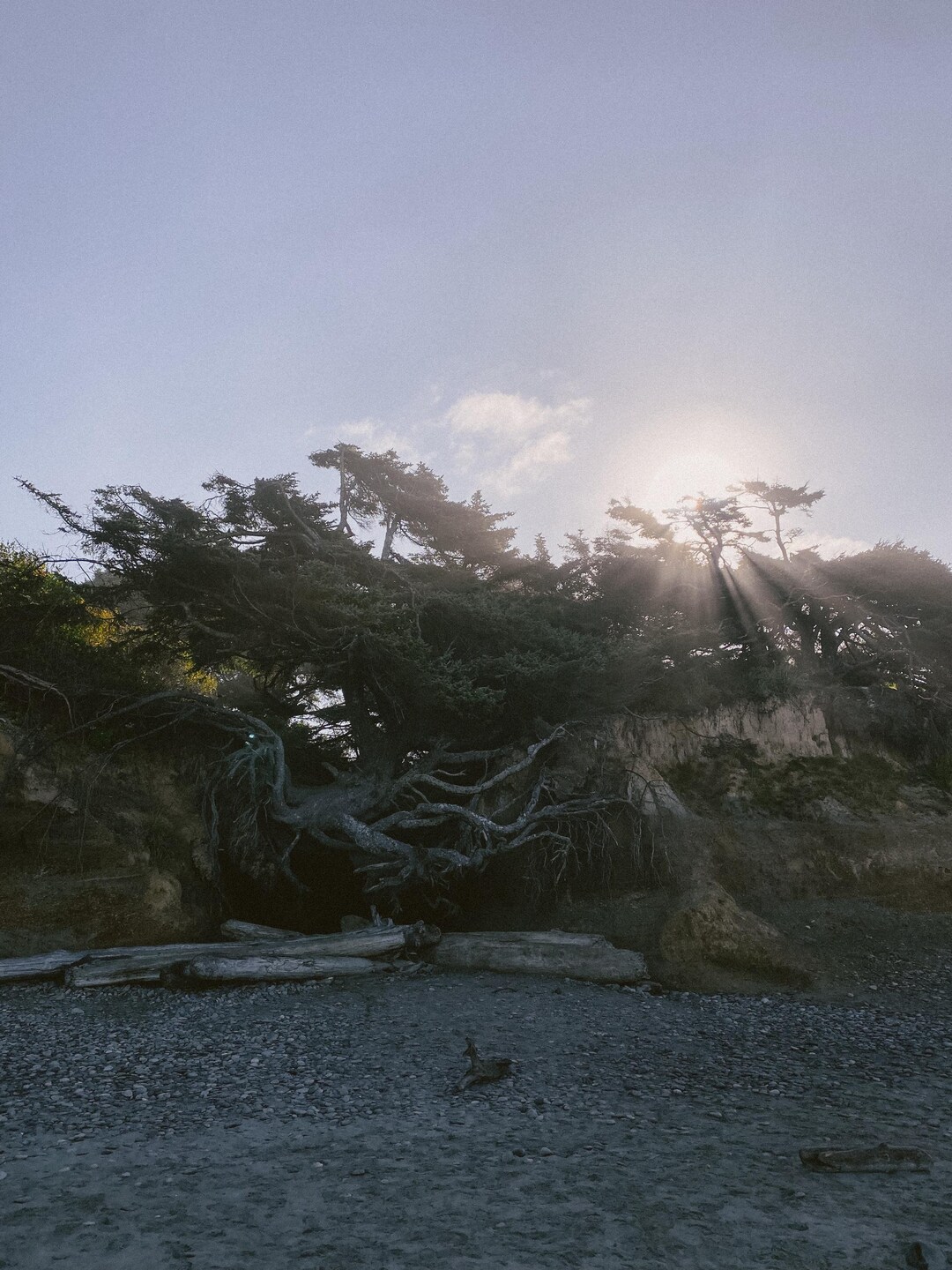 Olympic National Park Print - Tree of Life - Washington State - Etsy