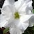 Adenium Obesum 'desert Rose' Picotee Hybrid 10pc Seeds - Etsy