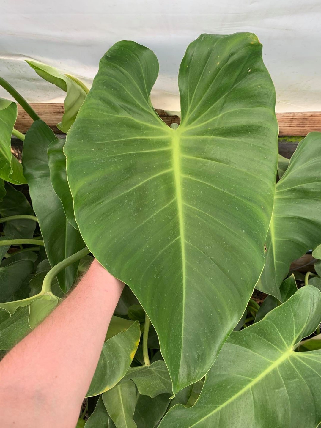 Philodendron 'imbe' Fresh Seeds - Etsy