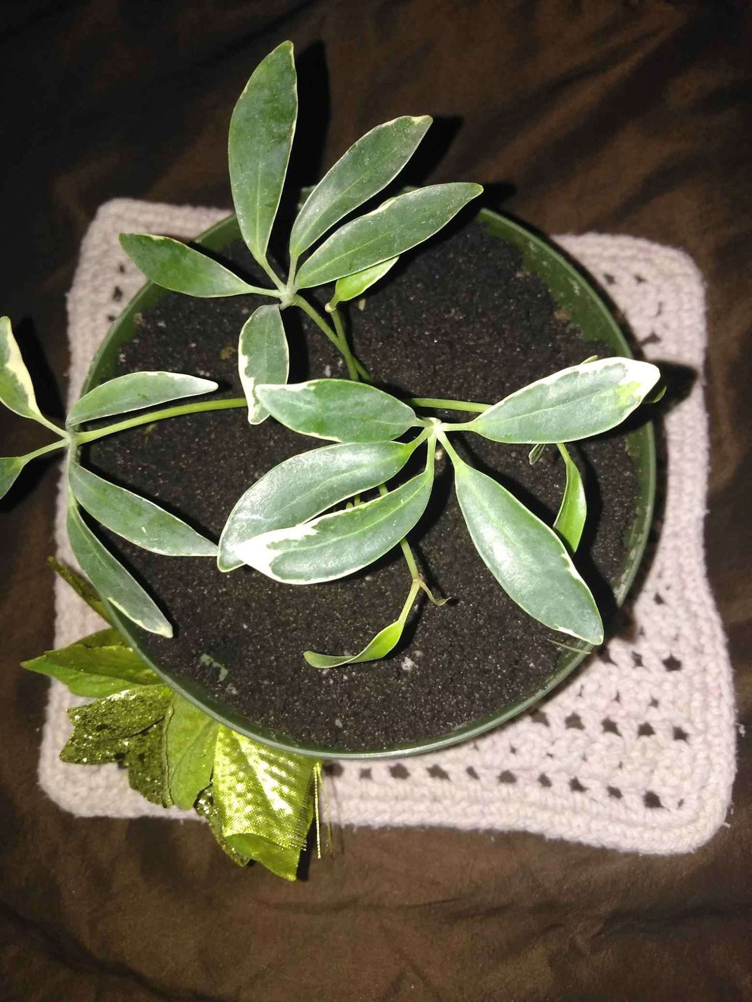 Dwarf umbrella tree 'Schefflera arboricola' seeds FRESH — Growing hope ...