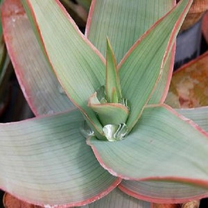 Aloe Striata 10 Seeds 'ghost Aloe' Succulent Uncommon Rare - Etsy