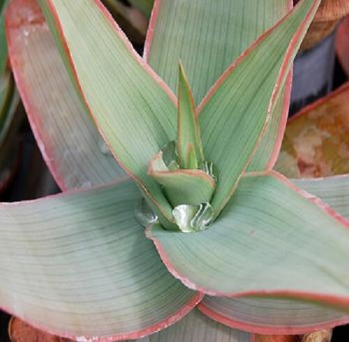 Aloe Striata 10 seeds 'ghost aloe' succulent uncommon rare — Growing ...