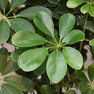 Dwarf Umbrella Tree 'schefflera Arboricola' Seeds FRESH - Etsy