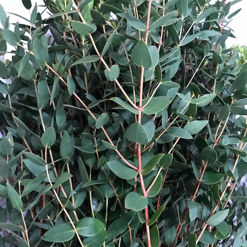 Eucalyptus Baby Blue Tree - Etsy